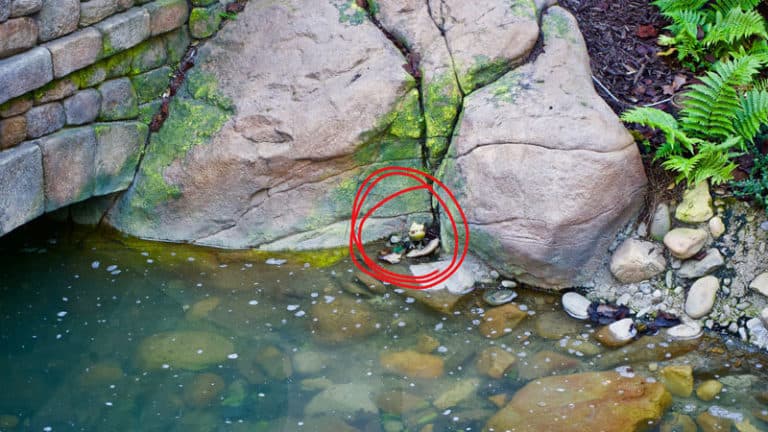 Hunting for Hidden Pascals at Magic Kingdom - WDW Vacation Tips