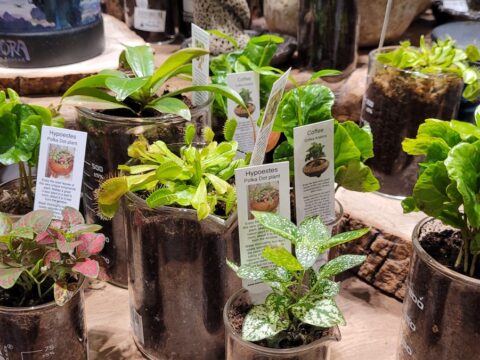 Ultimate Guide to Avatar: Plus All the Avatar Movies in Order • WDW ...