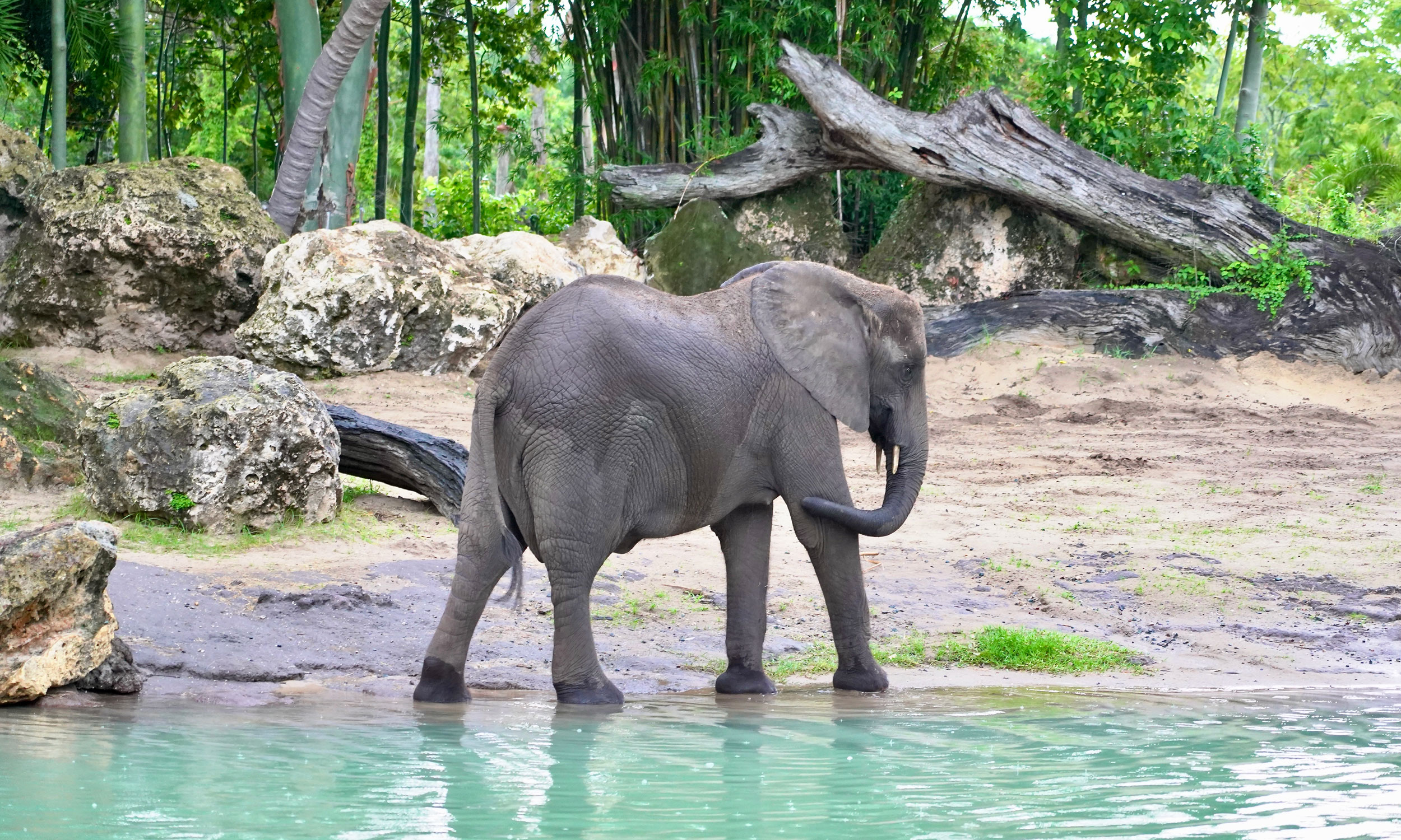 Exotic Animals As Pets